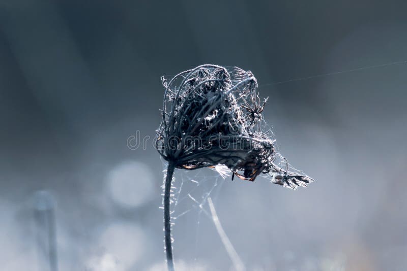 Dry flower in spider web stock image. Image of autumn - 162949811