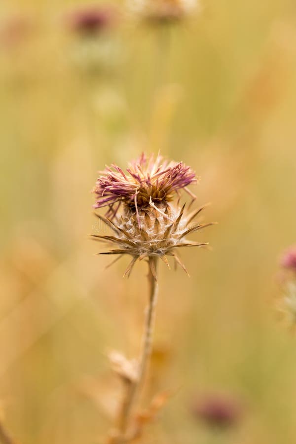 Dry Flower Spikes in Nature Stock Image - Image of autumn, sharp: 105534435
