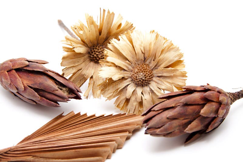 Dry flowers stock photo. Image of white, plug, drily - 27957166