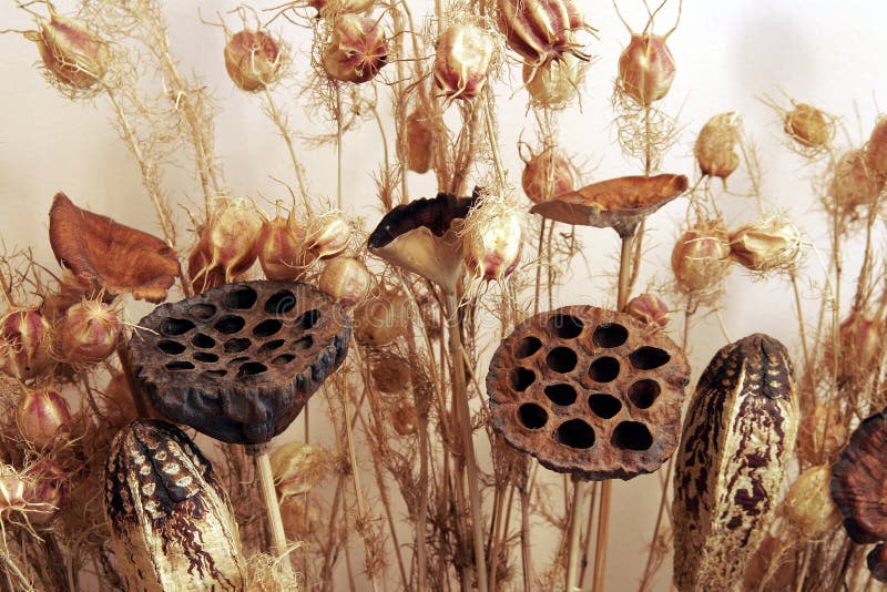 Free Nature (Flowers & Gardens) pictures, photos & images - Royalty ...