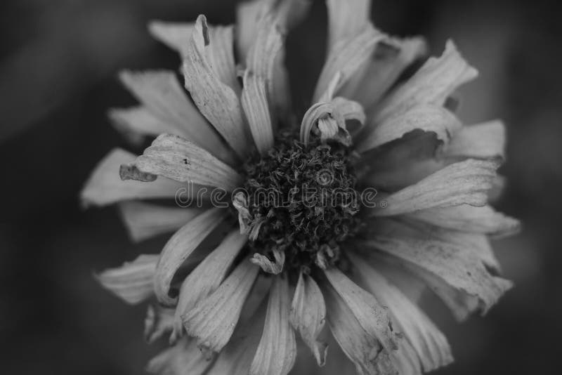 Dry Flowers BW stock photo. Image of daisy, leaf, black - 268064444