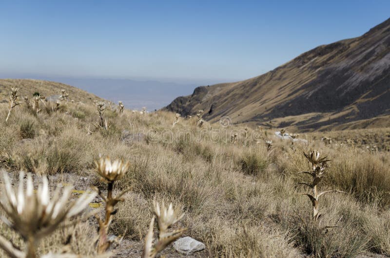 Dry Flowers and Grass at the Slope of Foothill Stock Photo - Image of ...