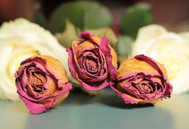 Dry flowers stock photo. Image of flowers, spring, roses - 48980568