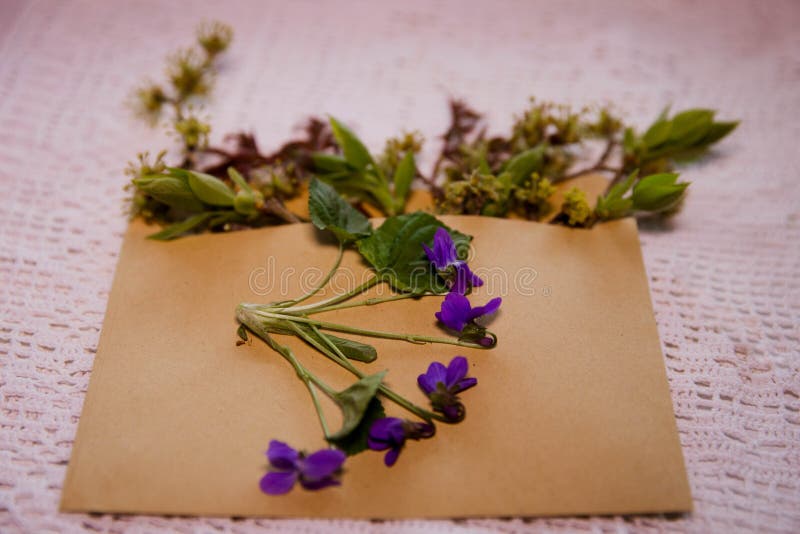 Dry Flowers and Violets in a Brown Envelope Stock Image - Image of ...