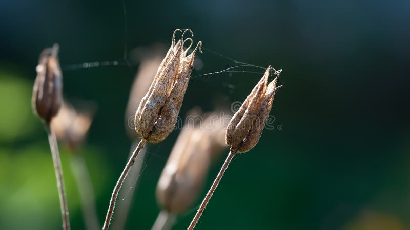Dried Wildflower Seed Pods stock photo. Image of seed - 45820232