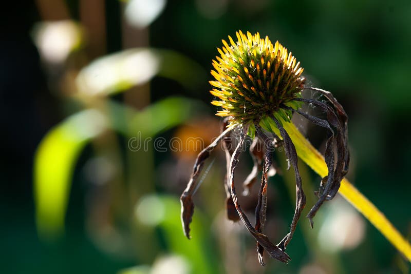 Dry Flowers. Withered Flowers Close-up Stock Photo - Image of field ...