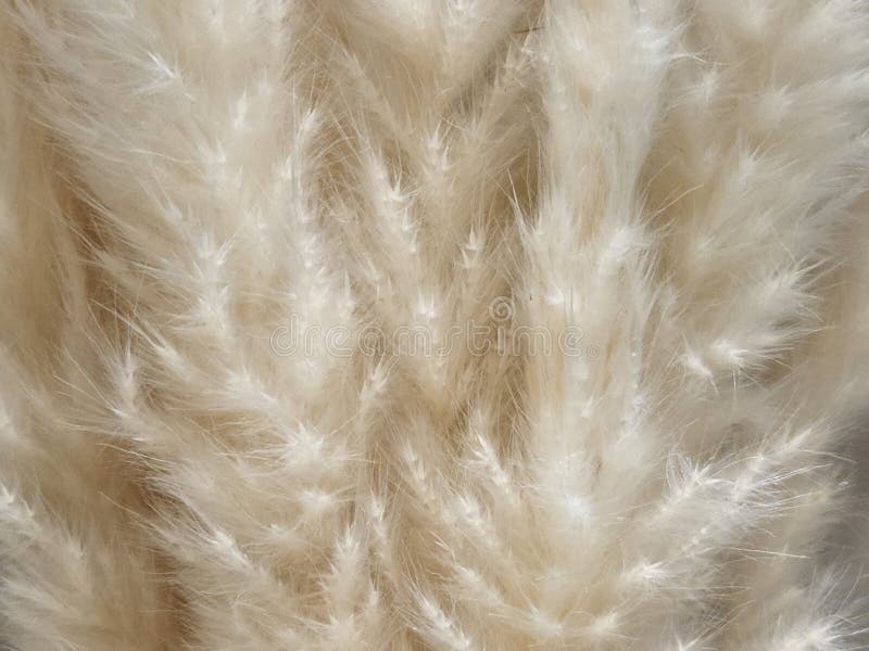 Dry Fluffy Grass. Plant Background from Fluffy Dry Grass Stock Image ...