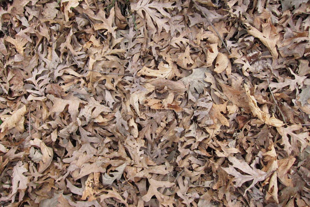 Dry foliage stock photo. Image of abstract, fallen, backdrop - 195001760