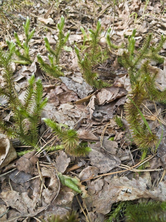 Spring Moss on Forest Soil. Stock Image - Image of moss, soil: 186784145