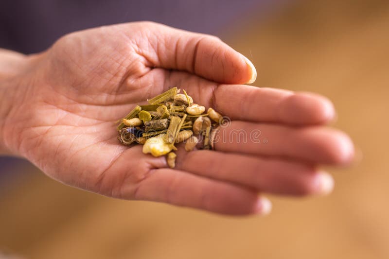 Dry Food for Rodents on Hand, Rabbit Food Stock Image - Image of ...