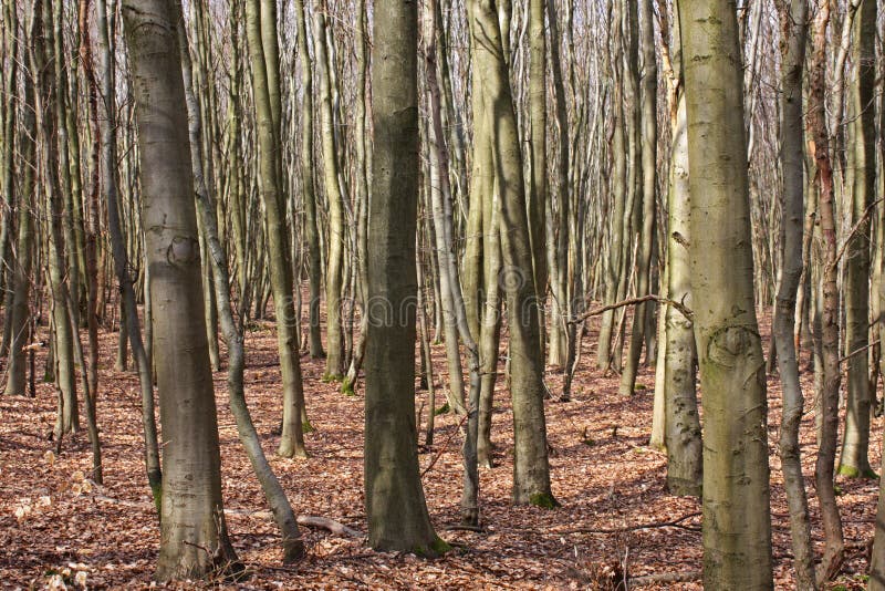 Dry forest stock image. Image of tree, soil, empty, dead - 13701561