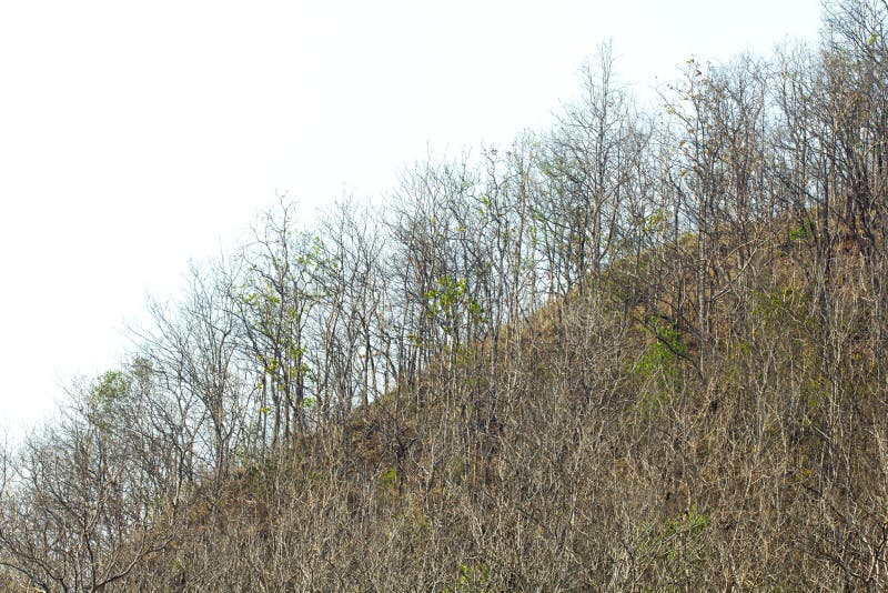 Dry forest background stock photo. Image of brown, fall - 68724946