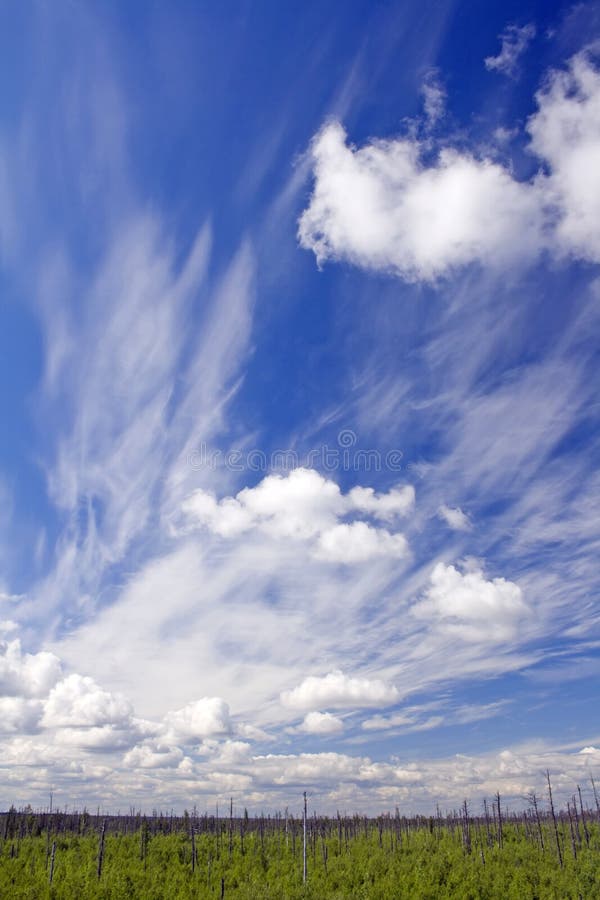 Dry forest and blue sky stock image. Image of sunlight - 68239305
