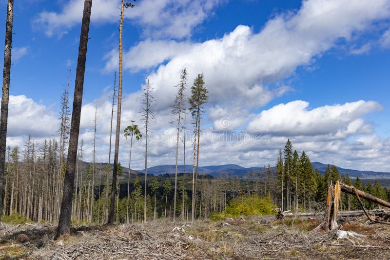 Dry Forest Damaged by Bark Beetle in the Sumava Mountains. Czechia ...