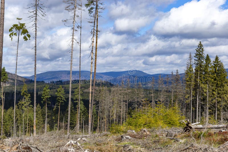 Dry Forest Damaged by Bark Beetle in the Sumava Mountains. Czechia ...