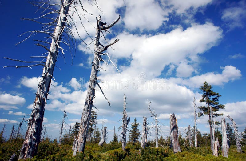 Dry forest in mountains stock photo. Image of snag, summer - 25030020