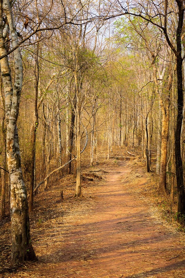 Dry Forest Pathway Nature Background Stock Photo - Image of environment ...