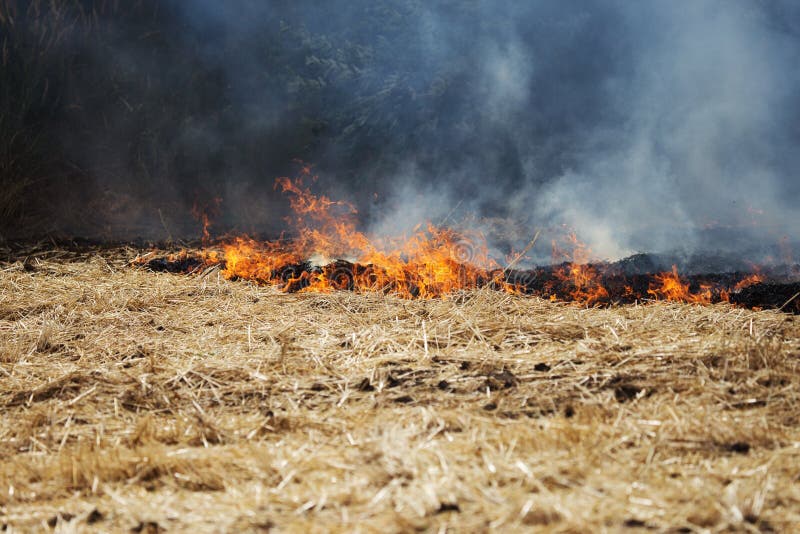 Dry Forest and Steppe Fires Completely Destroy Fields and Steppes ...