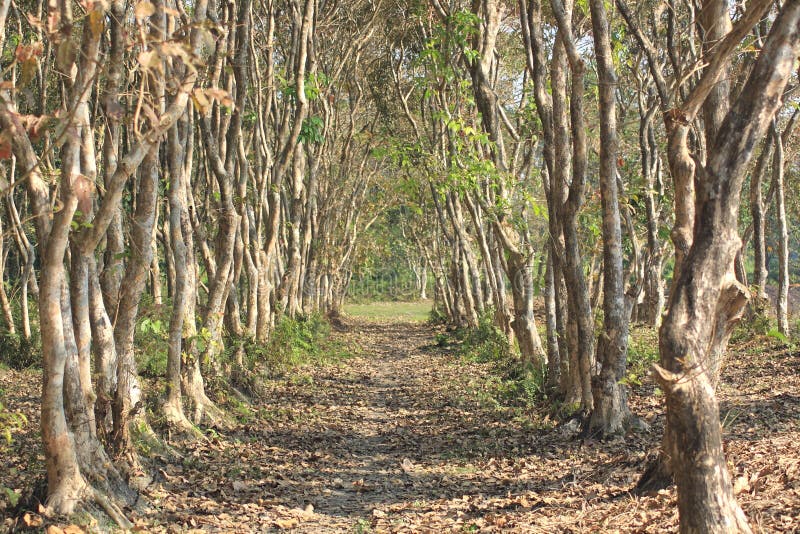 Dry Forest. stock image. Image of leafless, color, tree - 39103249