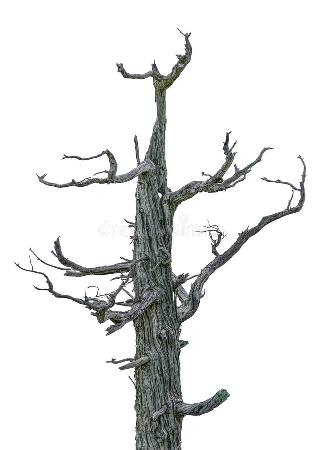 Dry Forest Tree Isolated Photo Stock Photo - Image of forest, isolated ...