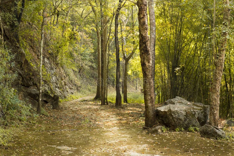 Dry forest stock photo. Image of leaf, season, green - 68382688