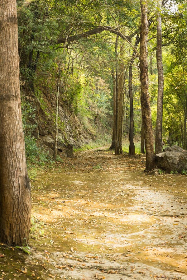 Dry forest stock photo. Image of leaf, season, green - 68382688