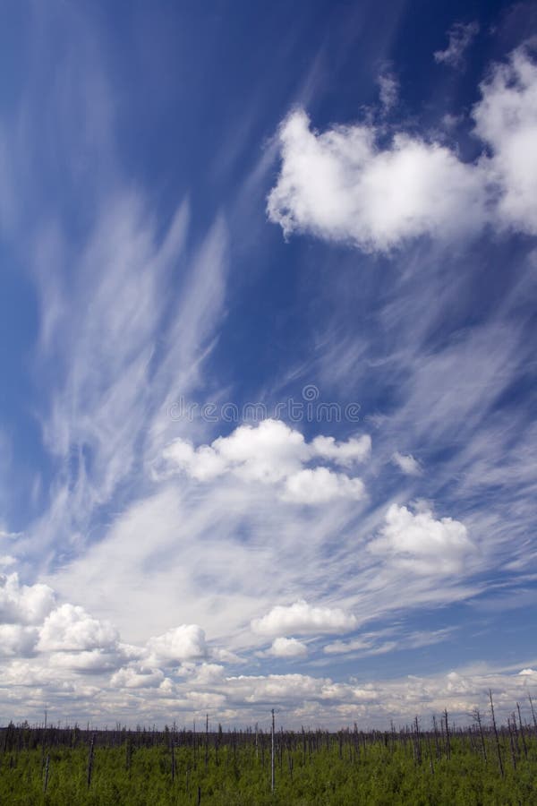 Dry Forest. White Clouds and Blue Sky Stock Photo - Image of pine ...