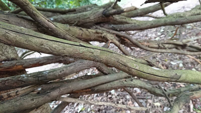Dry Forest Wood Branches Background Stock Photo - Image of forest ...