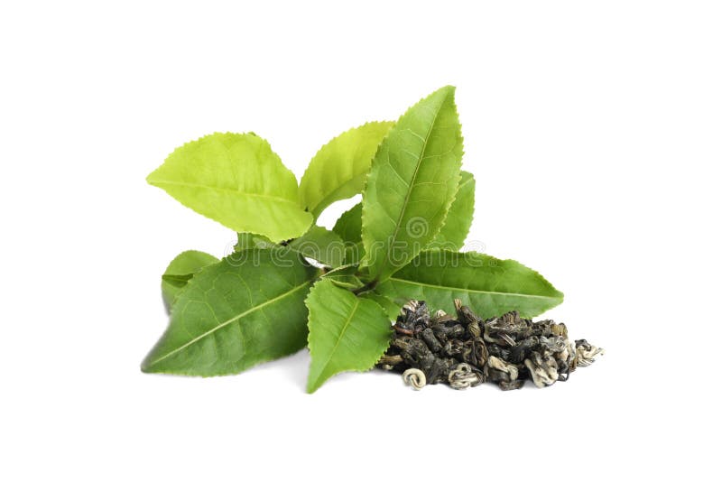Dry and Fresh Tea Leaves Isolated Stock Image - Image of herb, healthy ...