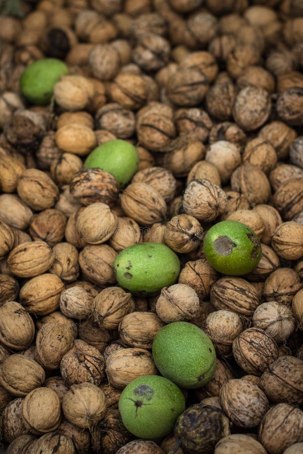 Dry and fresh walnuts stock photo. Image of nuts, countryside - 61450430