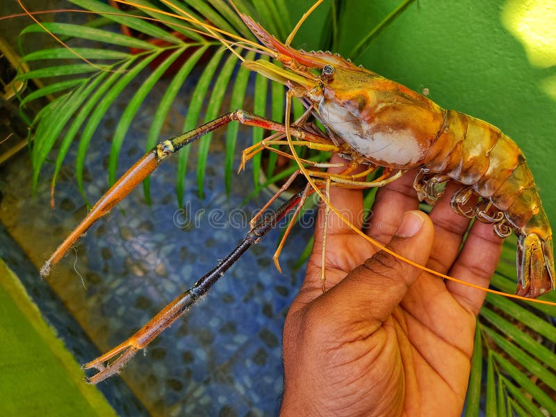 Dry Freshwater Gaint River Prawn Rosenbergii in Hand HD Stock Photo ...