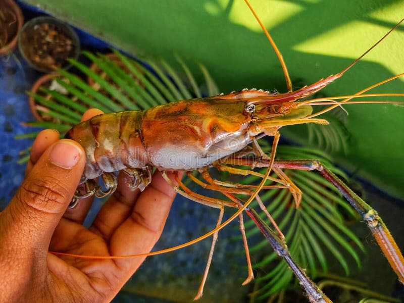 Dry Freshwater Gaint River Prawn Rosenbergii in Hand HD Stock Photo ...