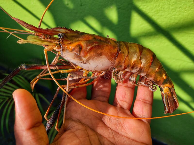Dry Freshwater Gaint River Prawn Rosenbergii in Hand HD Stock Image ...