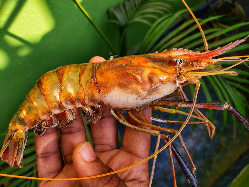 Dry Freshwater Gaint River Prawn Rosenbergii in Hand HD Stock Image ...