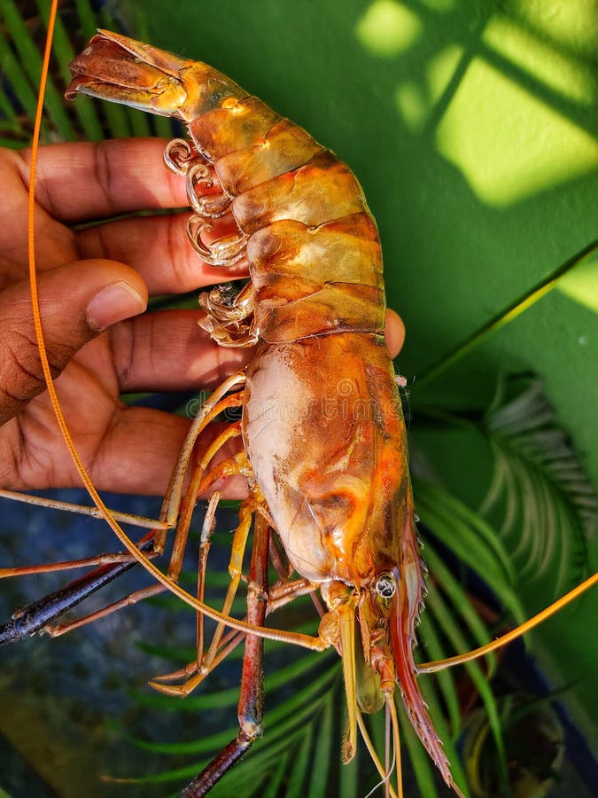 Dry Freshwater Gaint River Prawn Rosenbergii in Hand HD Stock Image ...
