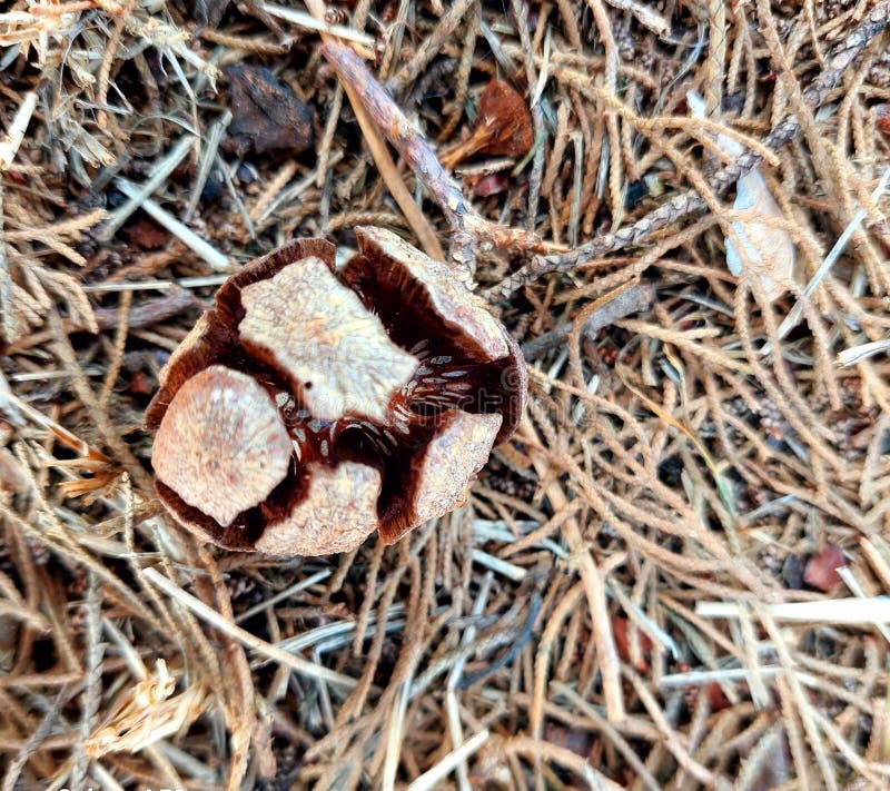 Dry Fruit of Italian Cypress Tree Stock Photo - Image of twig, fruit ...
