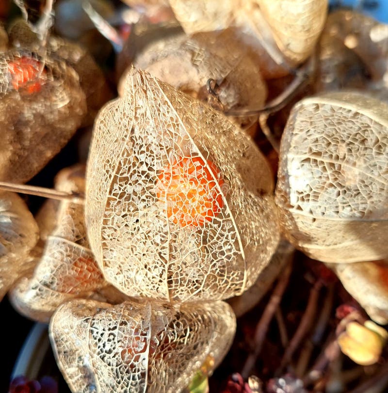 Dry Fruit Physalis Family Solanaceae Stock Photos - Free & Royalty-Free Stock Photos from Dreamstime