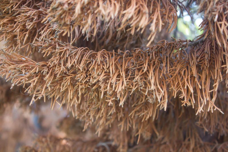 Dry fur-tree stock photo. Image of outdoors, conservation - 63321242
