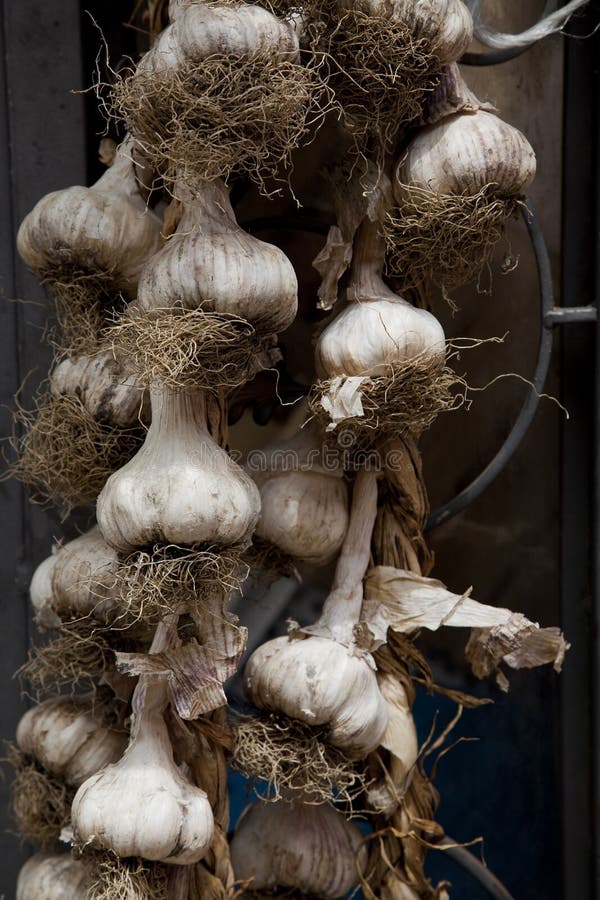 Dry garlic stock photo. Image of nutmeg, vivid, flavor - 19884376