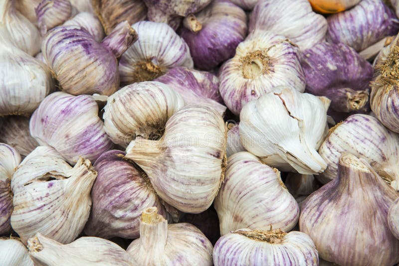 Dry garlic stock image. Image of white, vegetable, food - 104764365