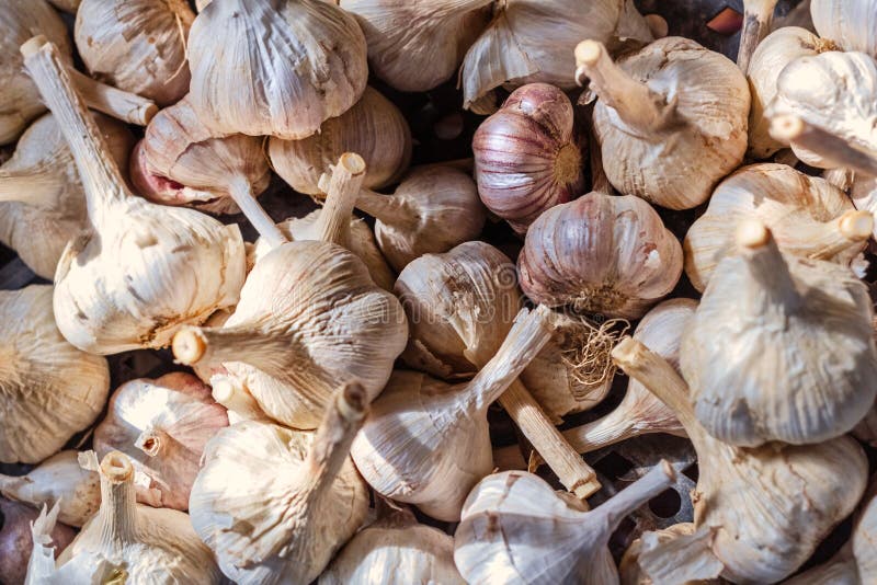 Dry Garlic Pretty Real Heads Stock Image - Image of nocorona ...