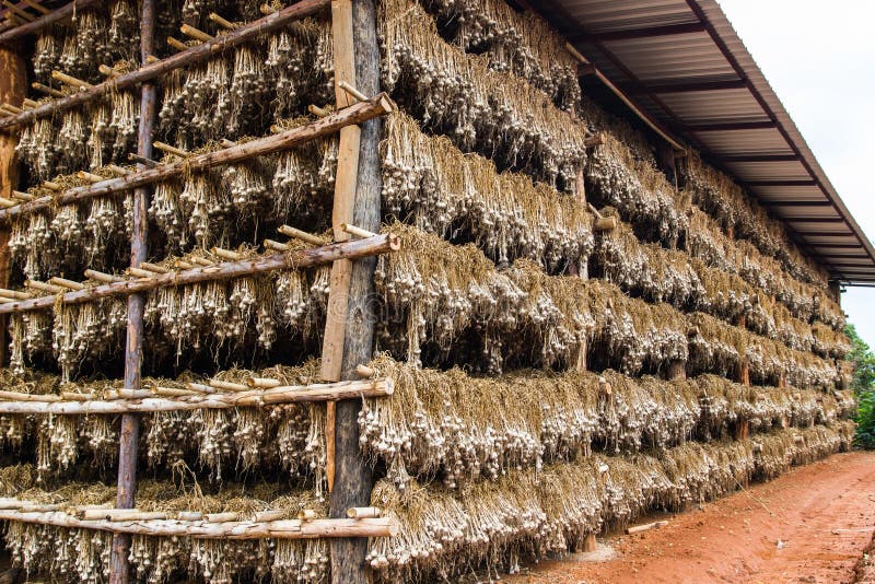 Dry Garlic in the Warehouse Stock Image - Image of leaf, organic: 40820587