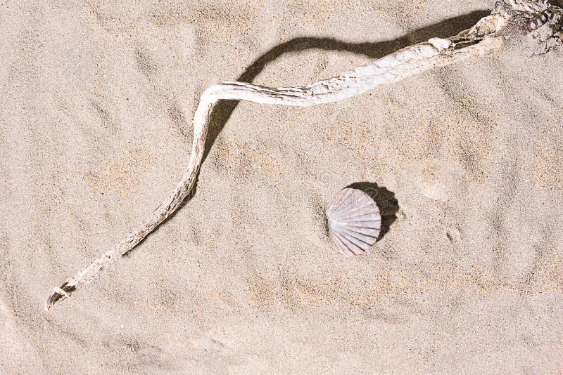 Dry Giant Kelp, Sea Shell on Summer Sandy Beach Flat Lay Arrangement ...