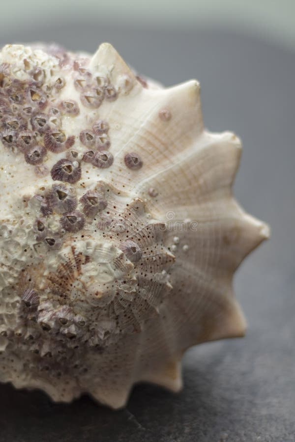 Dry Gigantic Sea Shell. Soft Surface Inside, Rough and Textured Stock ...