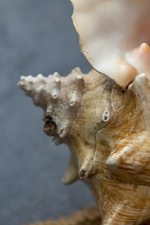 Dry Gigantic Sea Shell. Soft Surface Inside, Rough and Textured Stock ...
