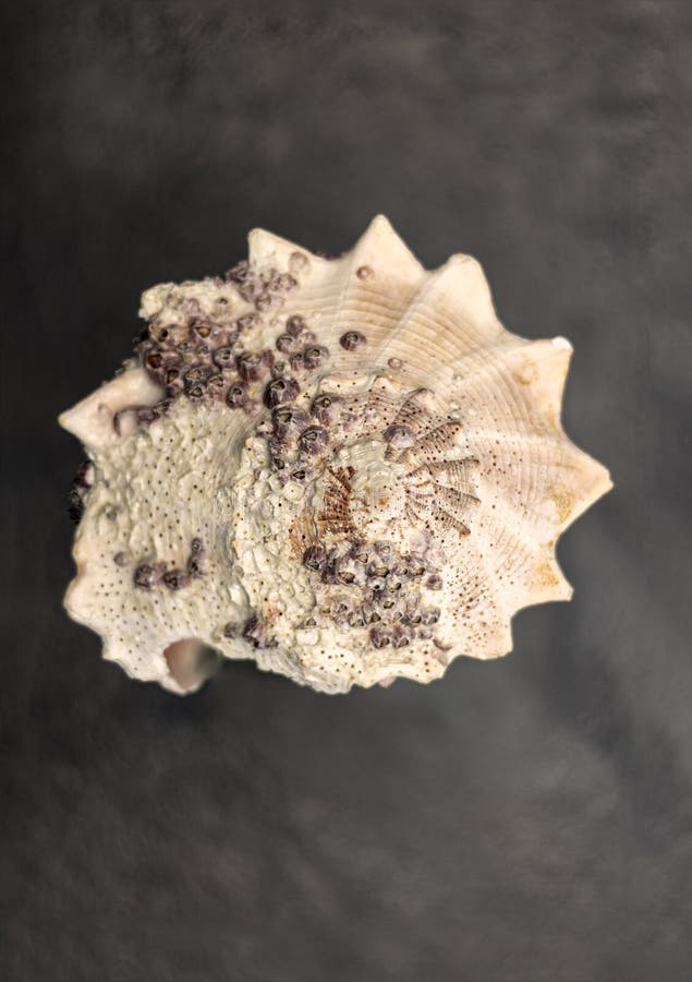 Dry Gigantic Sea Shell. Soft Surface Inside, Rough and Textured Stock ...