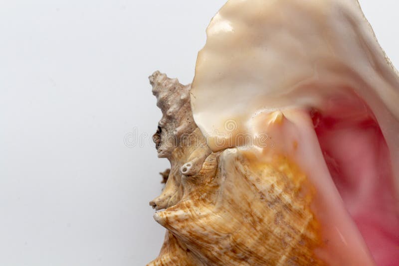 Dry Gigantic Sea Shell. Soft Surface Inside, Rough and Textured Stock ...