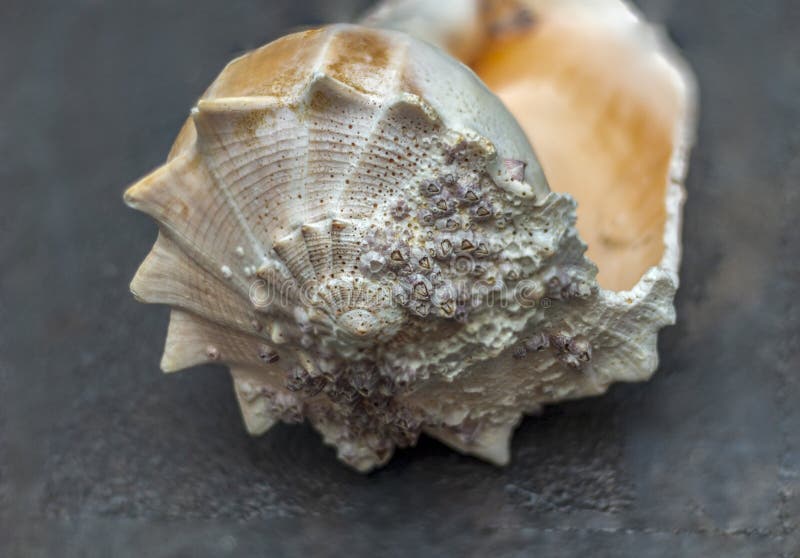 Dry Gigantic Sea Shell. Soft Surface Inside, Rough and Textured Stock ...