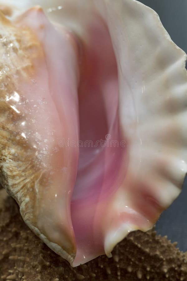 Dry Gigantic Sea Shell. Soft Surface Inside, Rough and Textured Stock ...