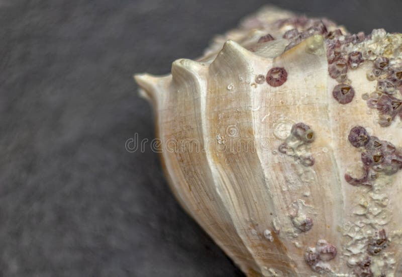 Dry Gigantic Sea Shell. Soft Surface Inside, Rough and Textured Stock ...